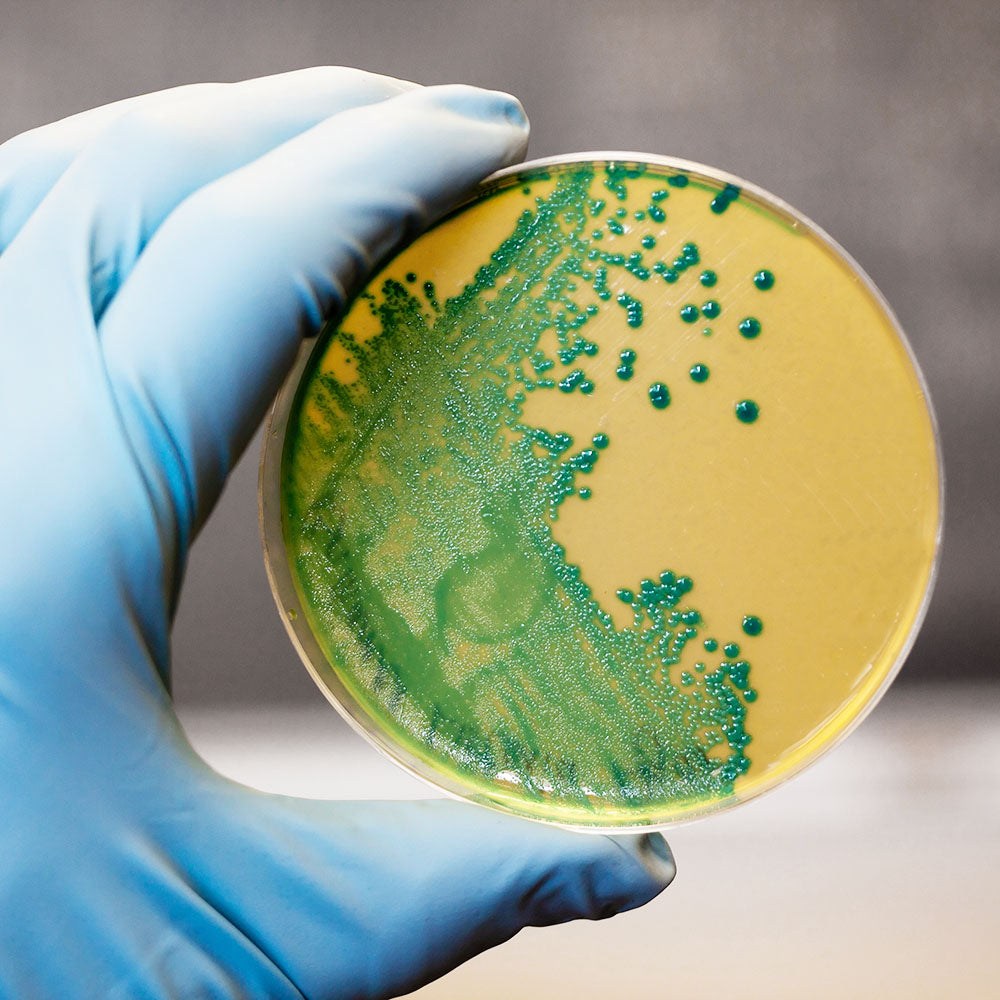 Listeria Test – Oahu Lab Testing and Compliance LLC